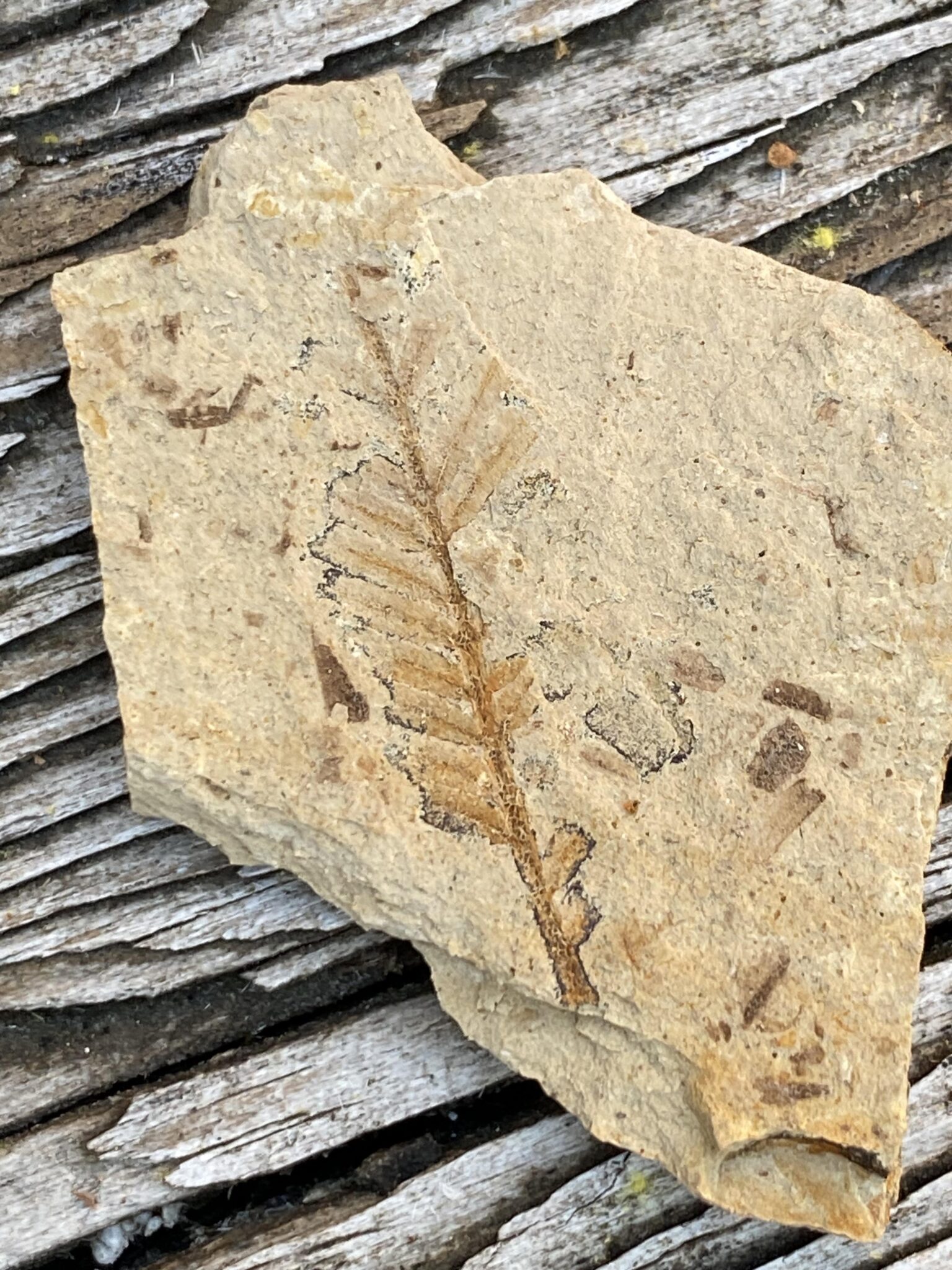 Why Fossilling In Fossil, Oregon Is A Must For Your Family – Oregon Kid