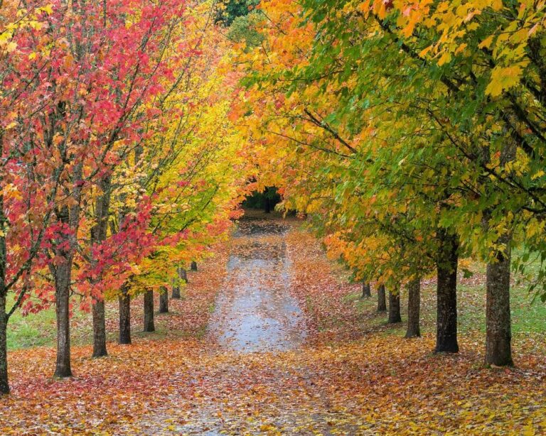 Top 5 Places To See Fall Colors With Your Family In Oregon – Oregon Kid