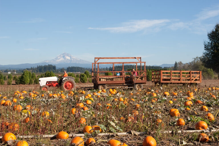 The Top Five Pumpkin Patches In And Around Portland That Do Not Require ...